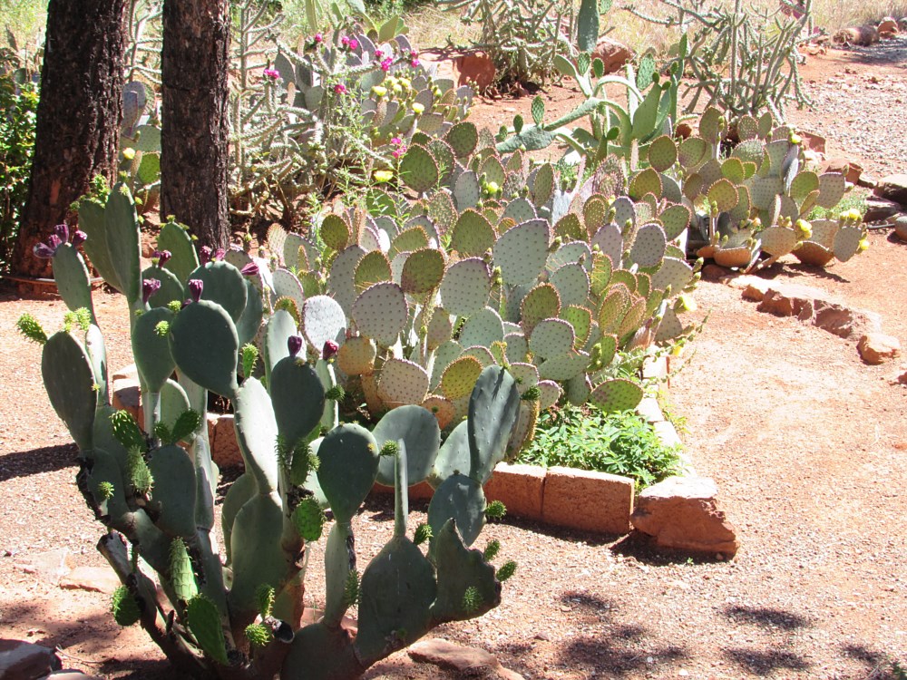 Landscape Maintenance, | Sedona, Flagstaff, Cottonwood, Clarkdale, AZ